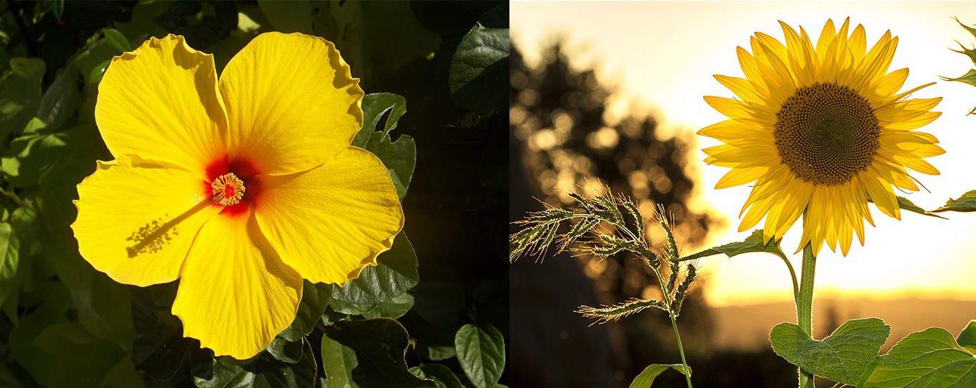 Perbedaan Dikotil dan Monokotil: Penjelasan + Contoh (LENGKAP)